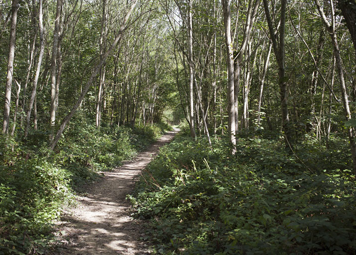 Un domaine au cœur de la forêt